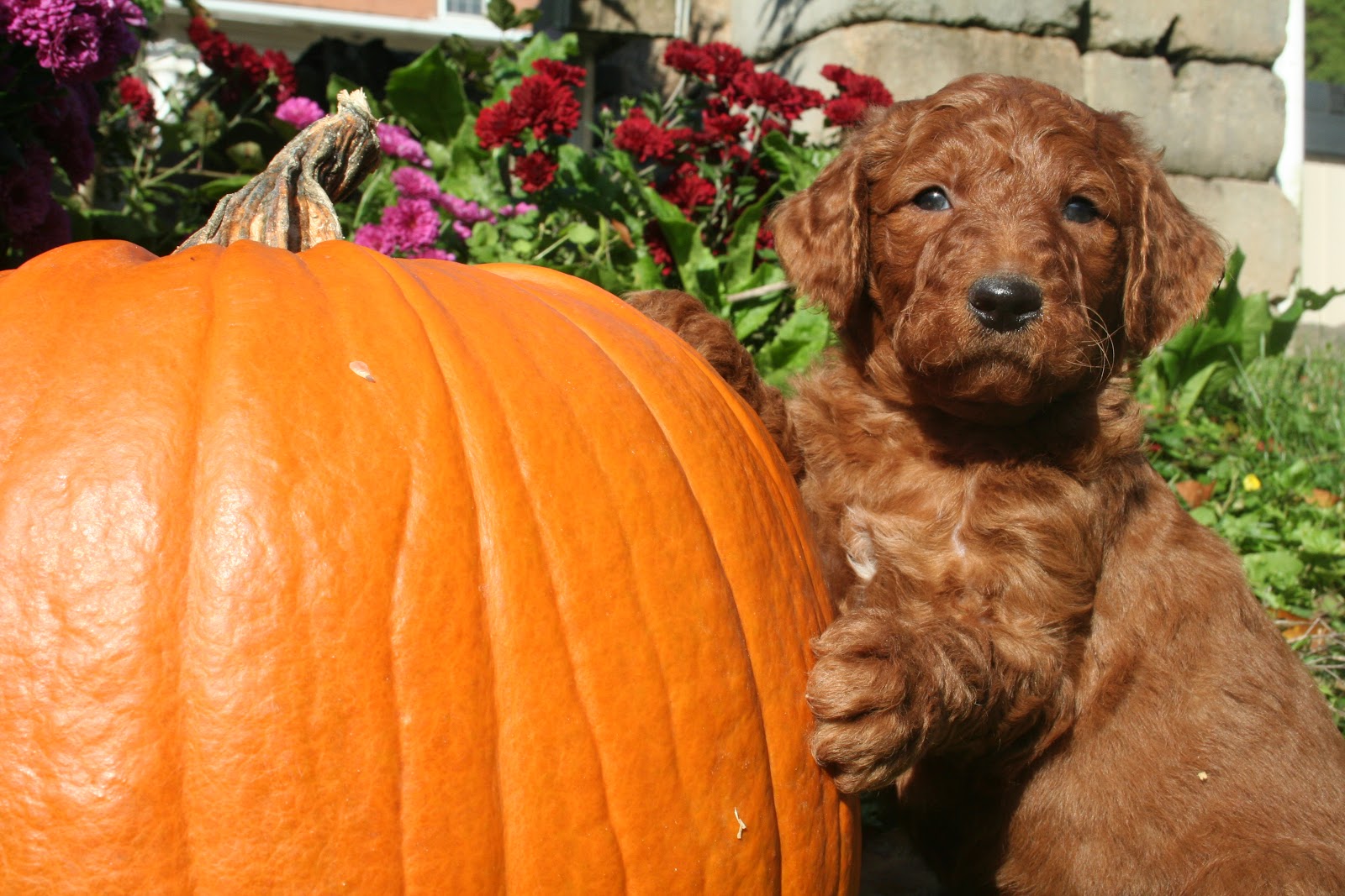 Yesteryear Acres - Doodle Days : Pumpkin Puppy Picture Perfection