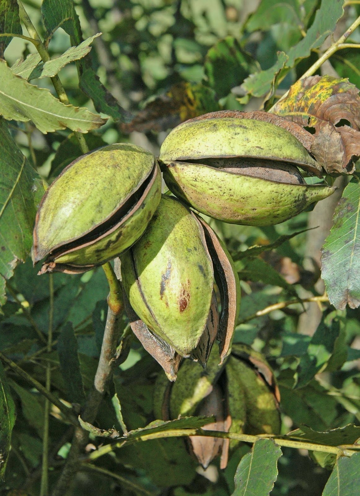 Northern Pecans: Why is the date of shuck split important for pecans?
