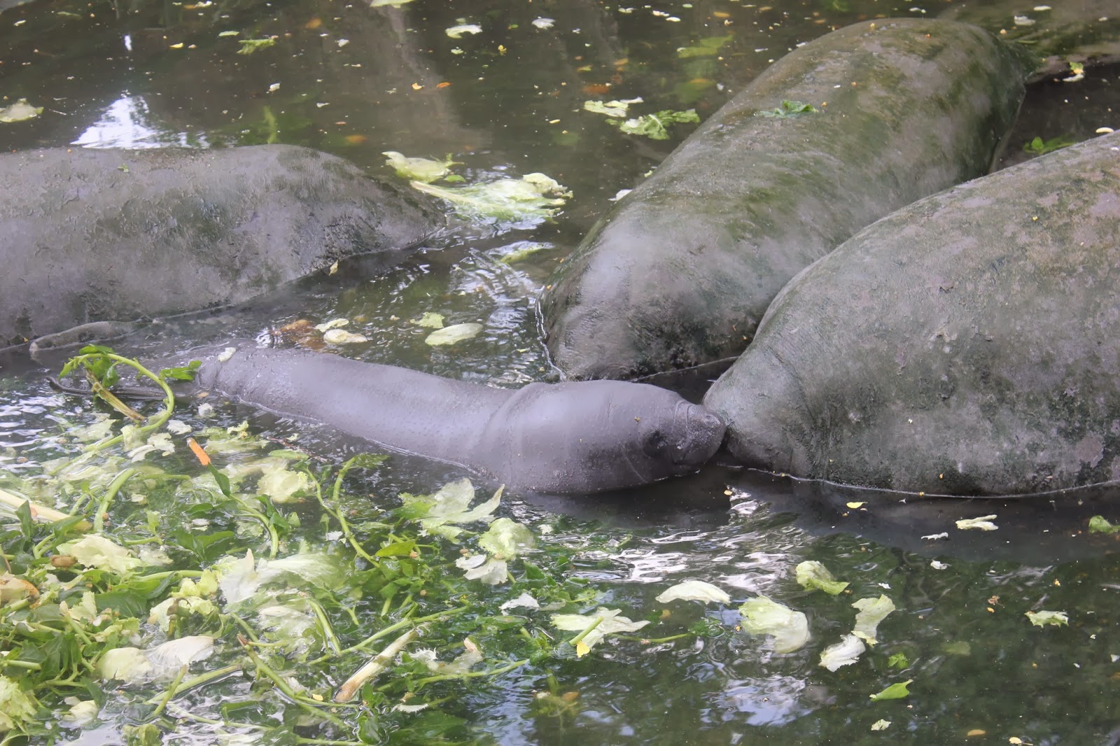 Parque Zoológico y Botánico Bararida: Nace tercera cría de Manatí en el ...