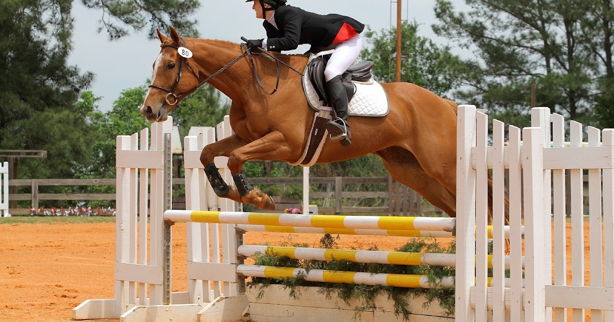 Triple C Horse Training: Horses For Sale