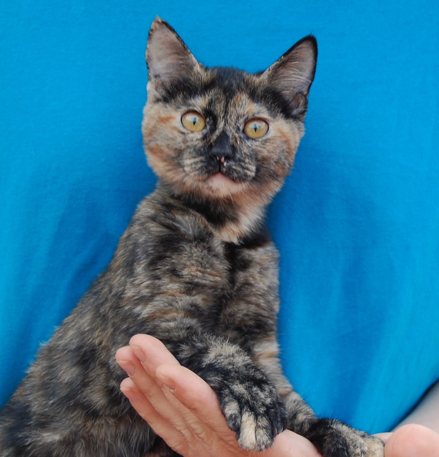 45 rescued kittens ready for adoption today!