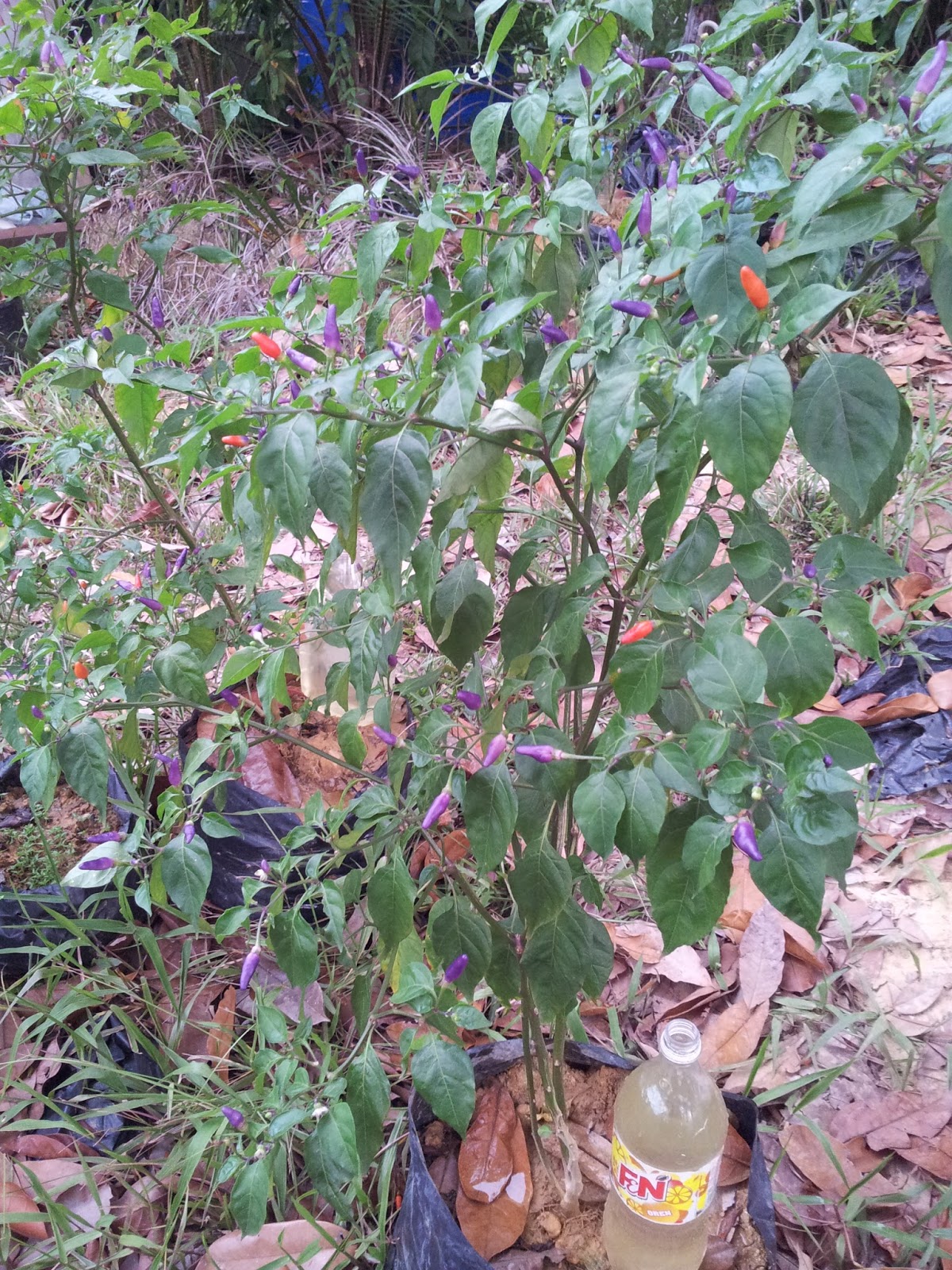 Tanaman Halia: Tanaman Cili Padi yang kedua.