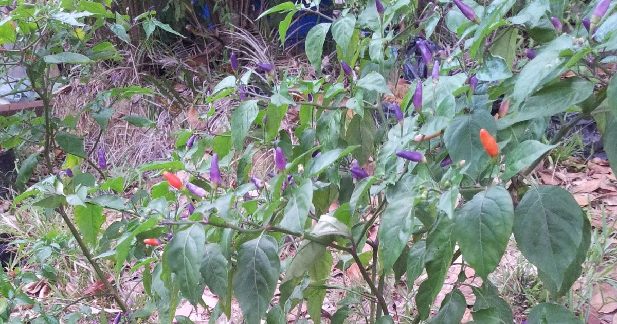 Tanaman Halia: Tanaman Cili Padi yang kedua.