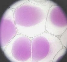 ABOUT SAINS: PRAKTIKUM BIOLOGI STRUKTUR SEL HEWAN DAN SEL TUMBUHAN