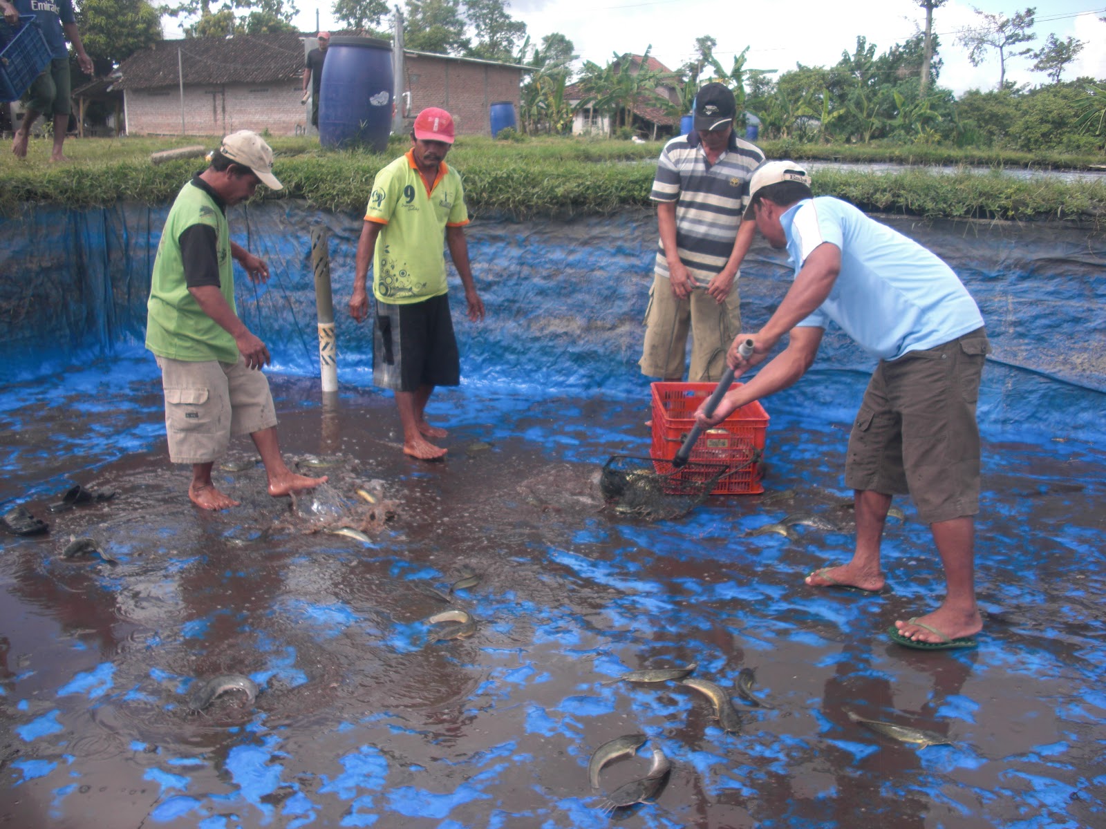 Budidaya Ikan Lele Dumbo Dengan Kolam Terpal | P2MKP MEKARSARI