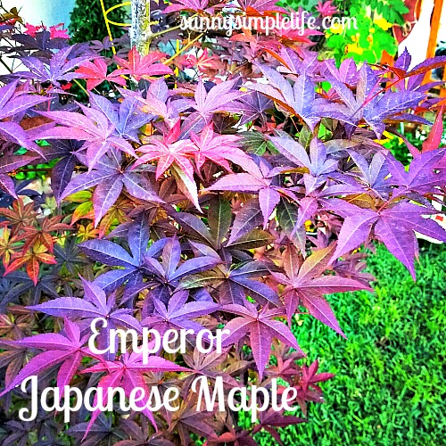 Sunny Simple Life: My Top Four Spring Flowers