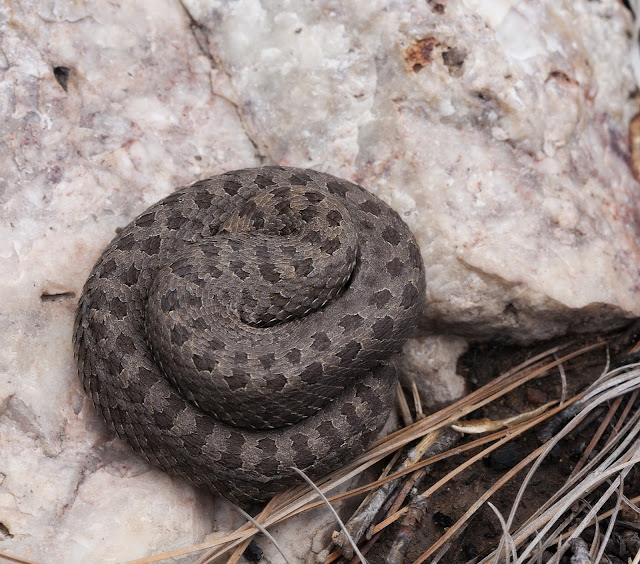 Salamander-Shmalamander: Field Herpetology at the Southwest Research ...