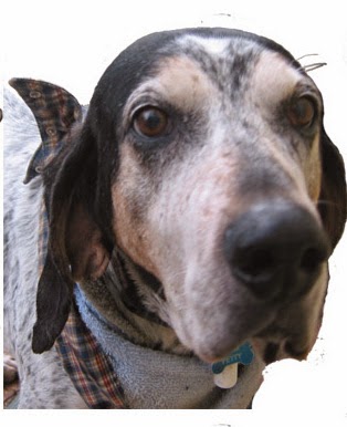 Prayers for Our Pets: Sad News - Tom Petty the Dog