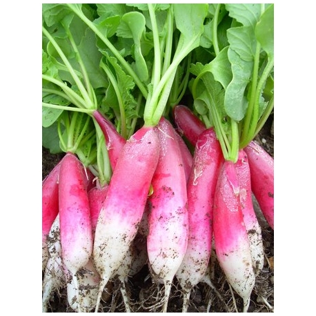 Piccoli Frutti: Coltivare ravanelli lunghi bicolori il pernot e il ...