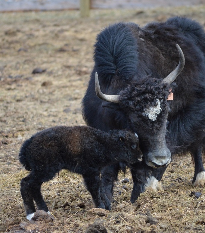 Springridge Ranch Grass-Fed Yak-Cross Beef: An Easter Yak Baby!
