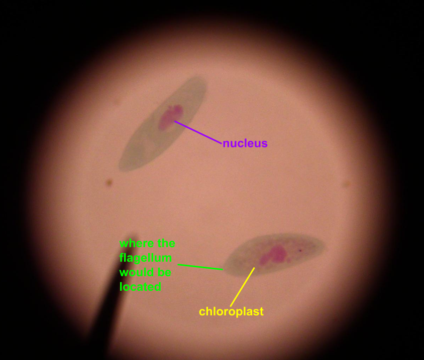 Christina's Bio Blog: Microscopic Organisms Lab Analysis