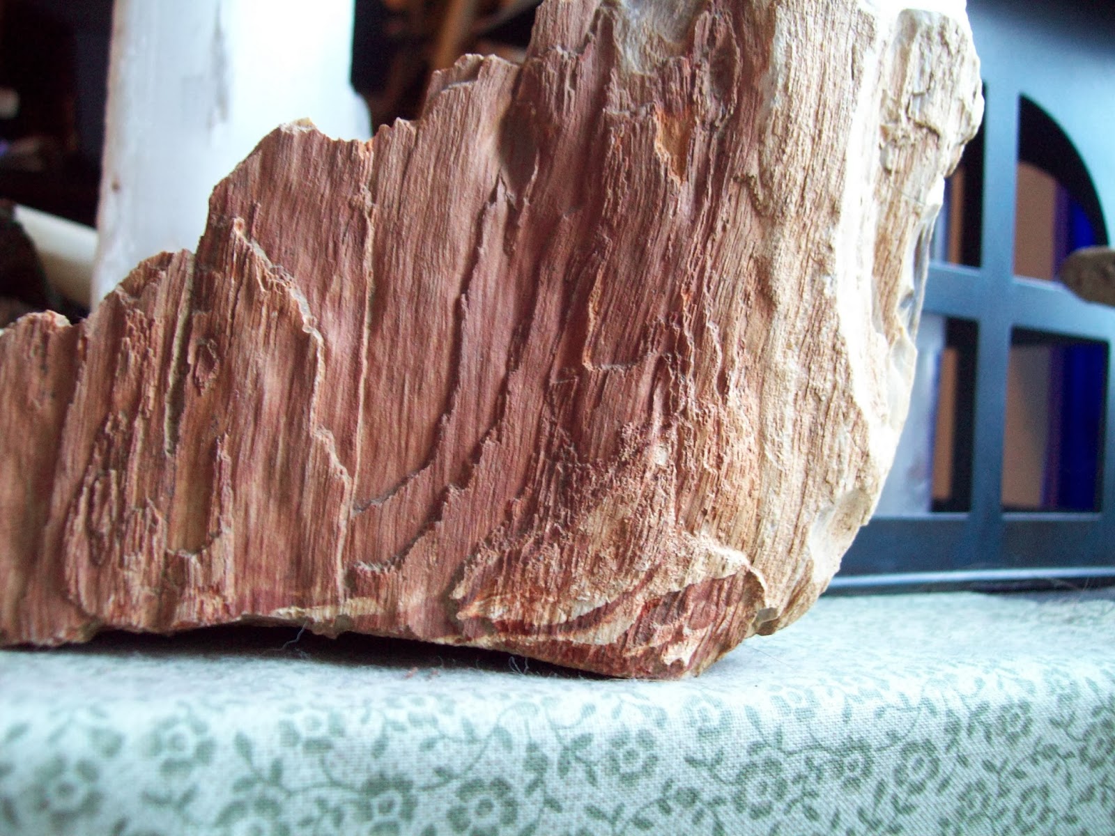 Walking With Ancestors: The Magic of Petrified Wood
