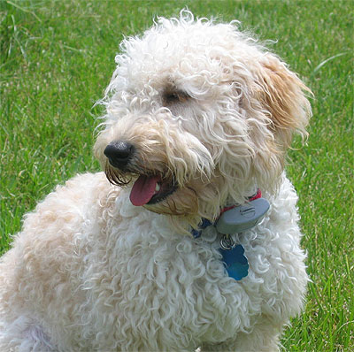 Animal Encyclopedia: Goldendoodle