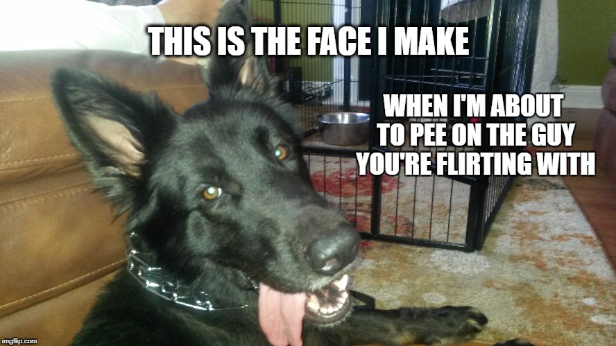 Sammy the Dog Trainer Meme