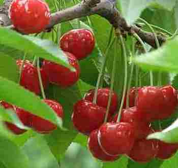 PLANTAS E ERVAS E FRUTOS QUE CURAM: FRUTA CEREJA