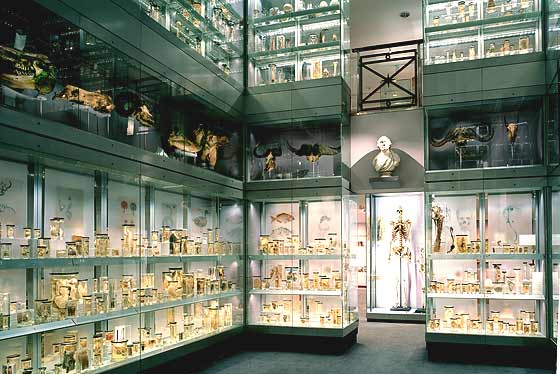 A Monster Observatory: John Hunter’s Museum of Monsters