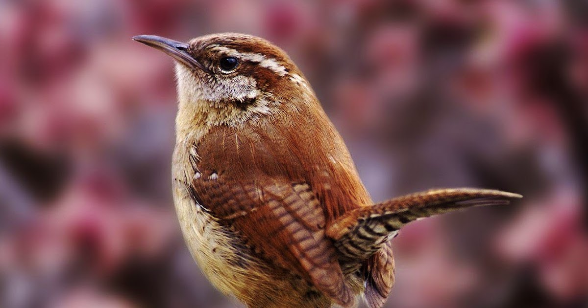 Birds of the World: Carolina wren