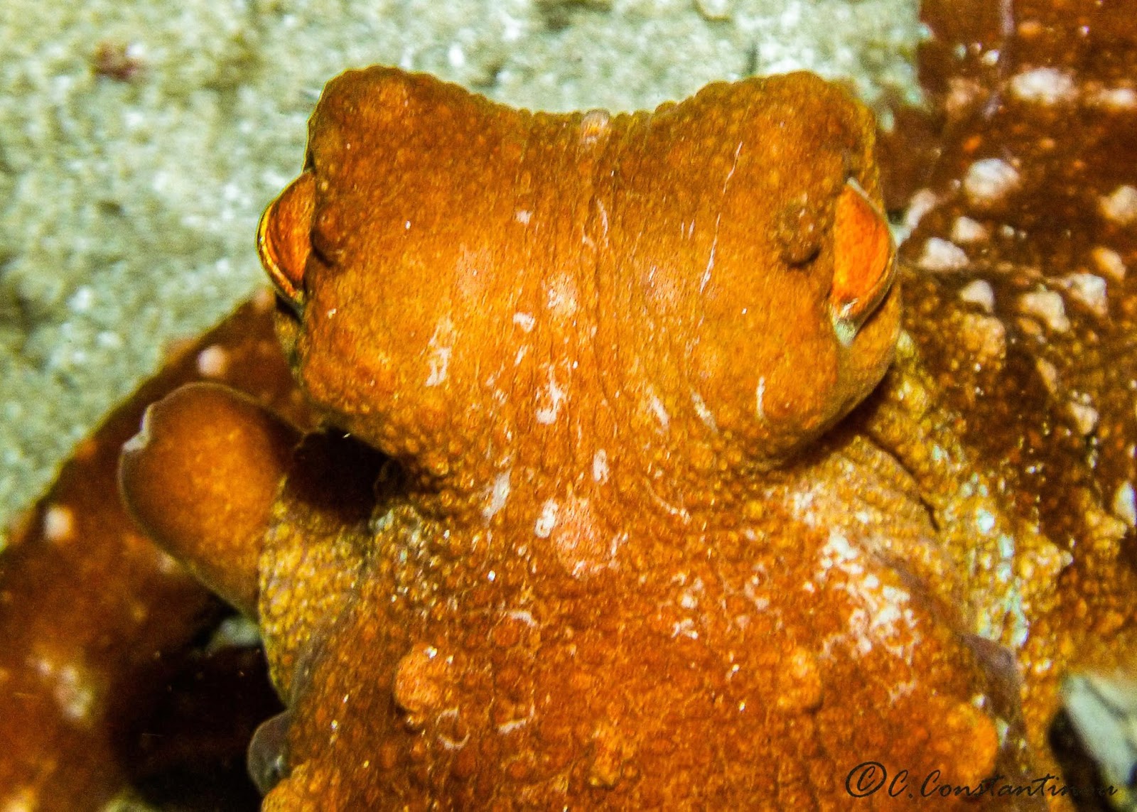 Biodiversity of Cyprus by NGO Protection of the Natural Heritage and ...