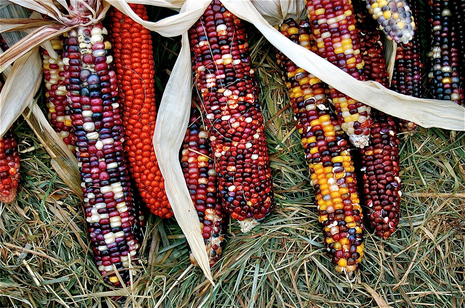 pORTcITYdAILYpHOTO: Colored Corn
