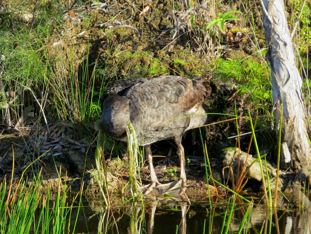 National Park Odyssey: Pelican Forest Track, Pelican Waters, Golden ...