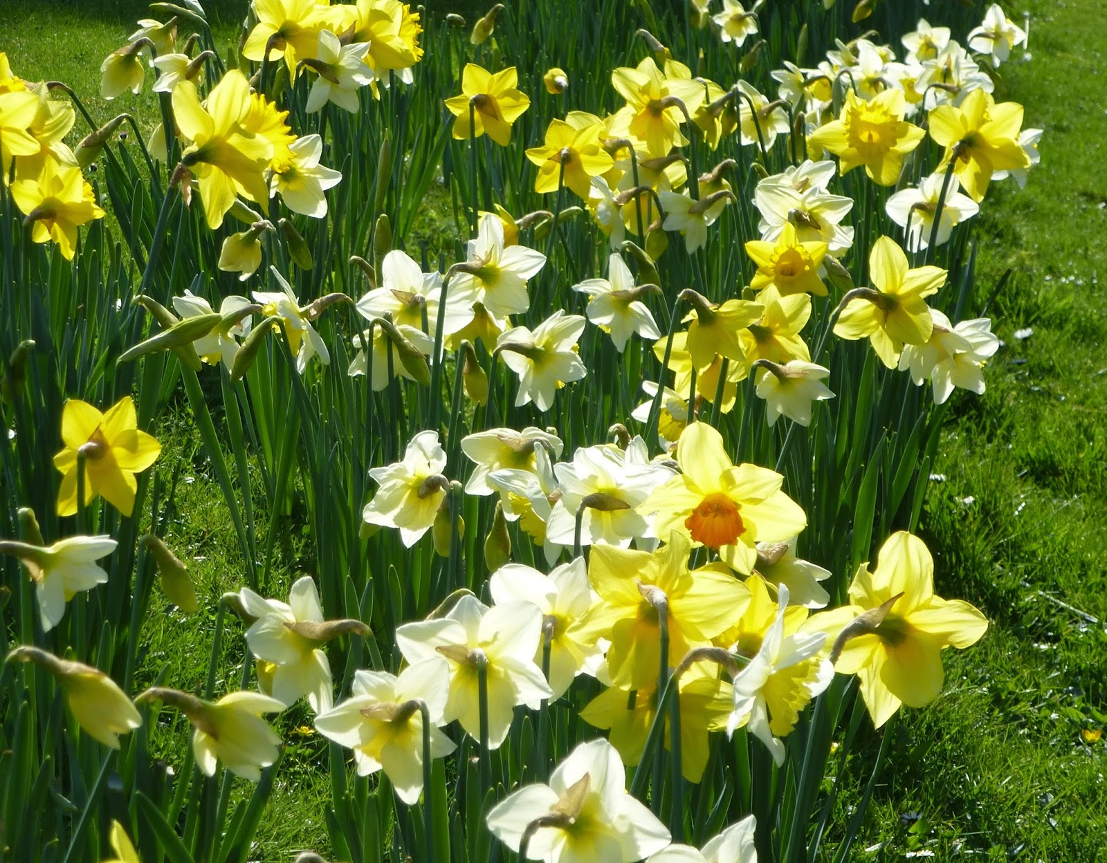 A host of golden daffodils