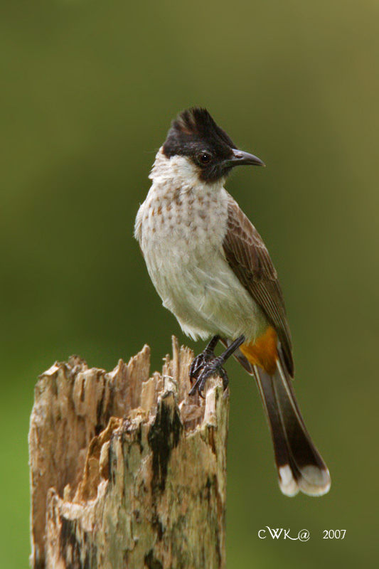 Burung Kutilang - Sooty-headed Bulbul (Pycnonotus aurigaster aurigaster ...
