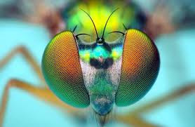 ¿TODOS LOS INSECTOS SON IGUALES?: EL CUERPO DEL INSECTO