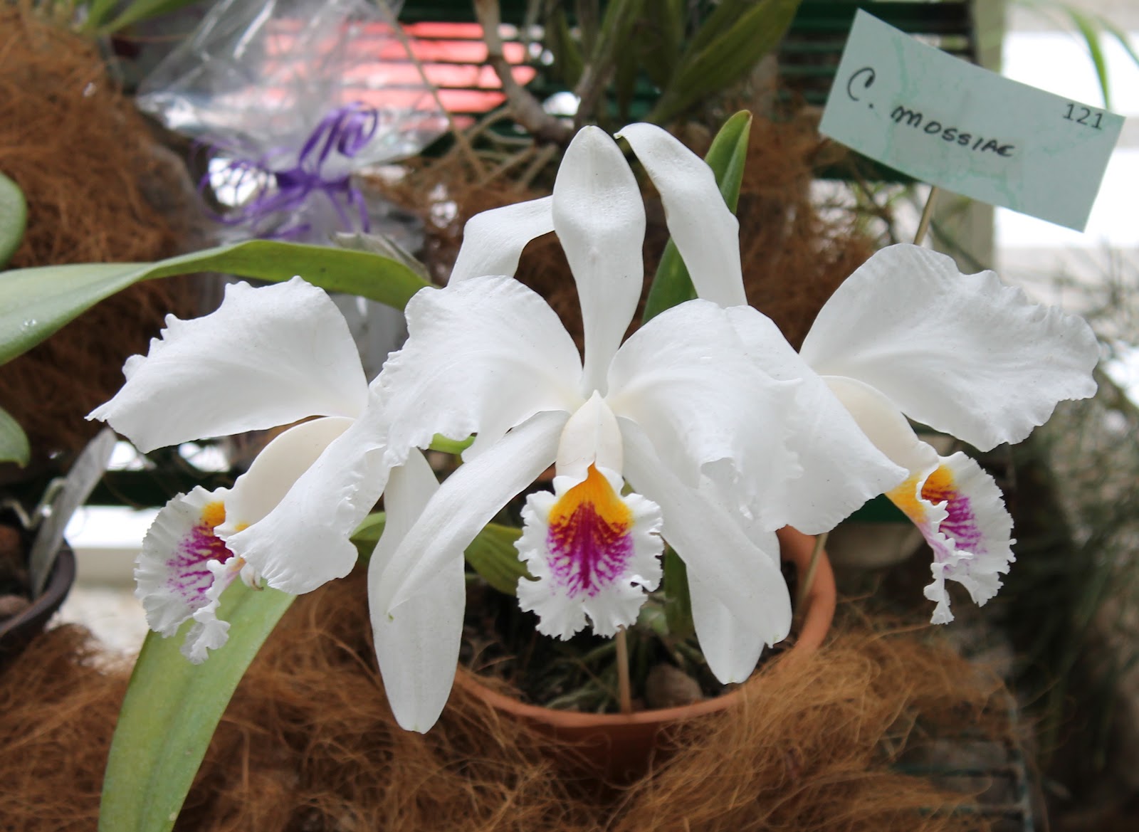 Lecturas, yantares y otros placeres: La flor emblemática de Venezuela