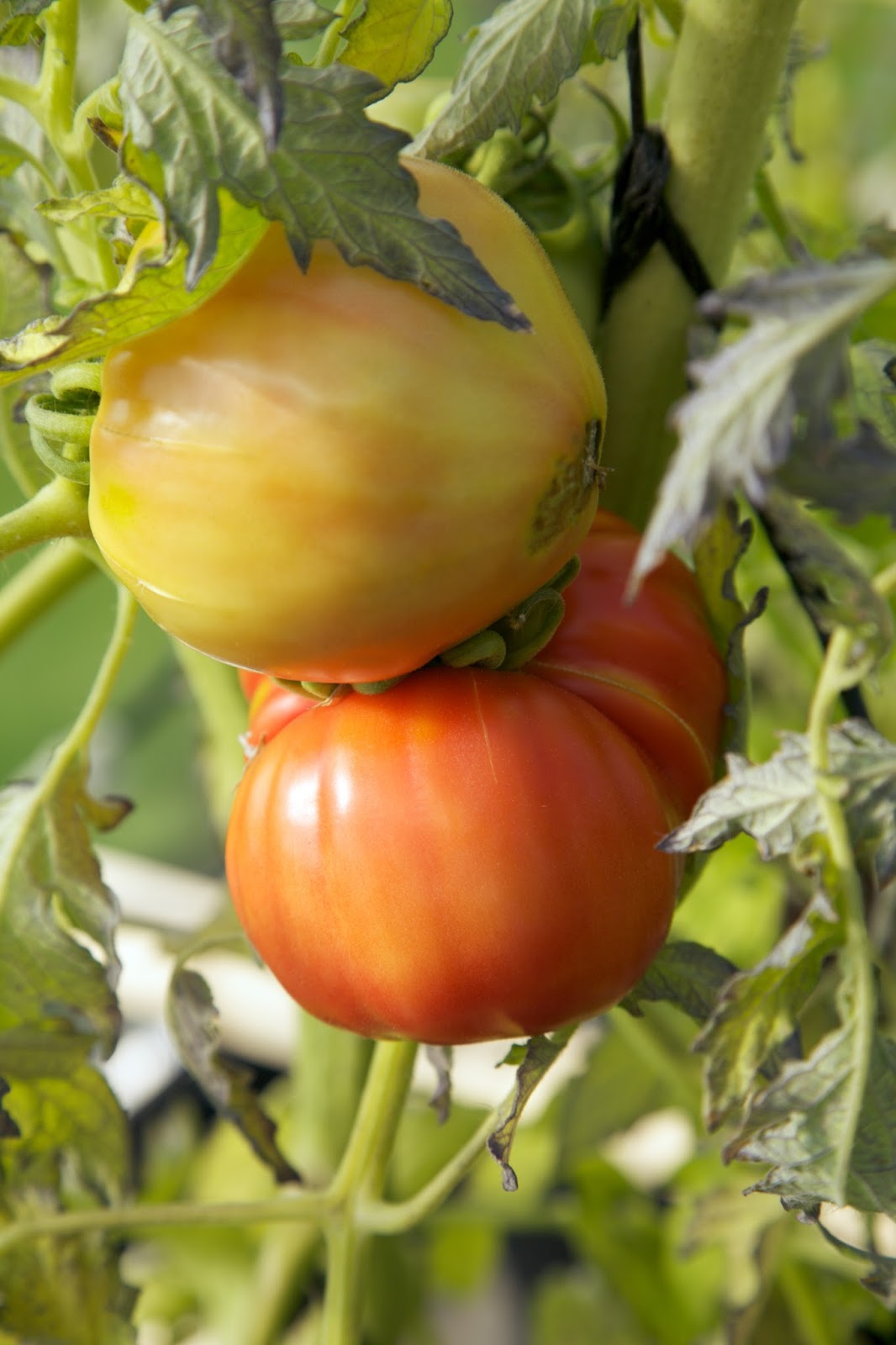 Muraste aed: Vead tomatite kasvatamisel - õpime iga aasta midagi uut