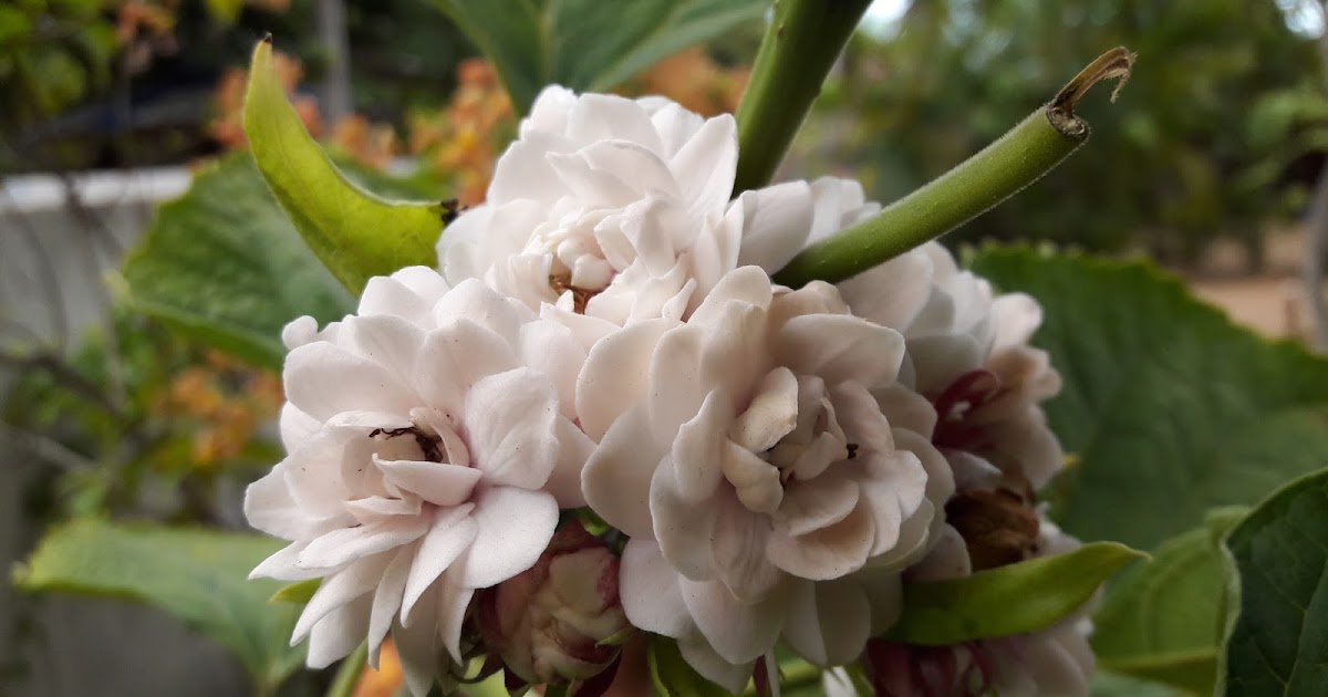 clerodendrum philippinum - Scent Malli