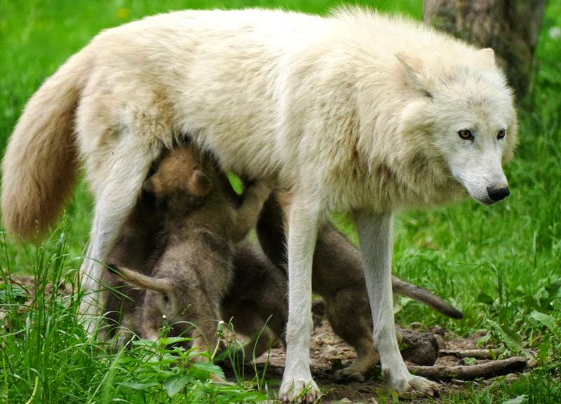 White Wolf : Newborn Arctic Wolves Will Make Your Heart Melt All Over ...