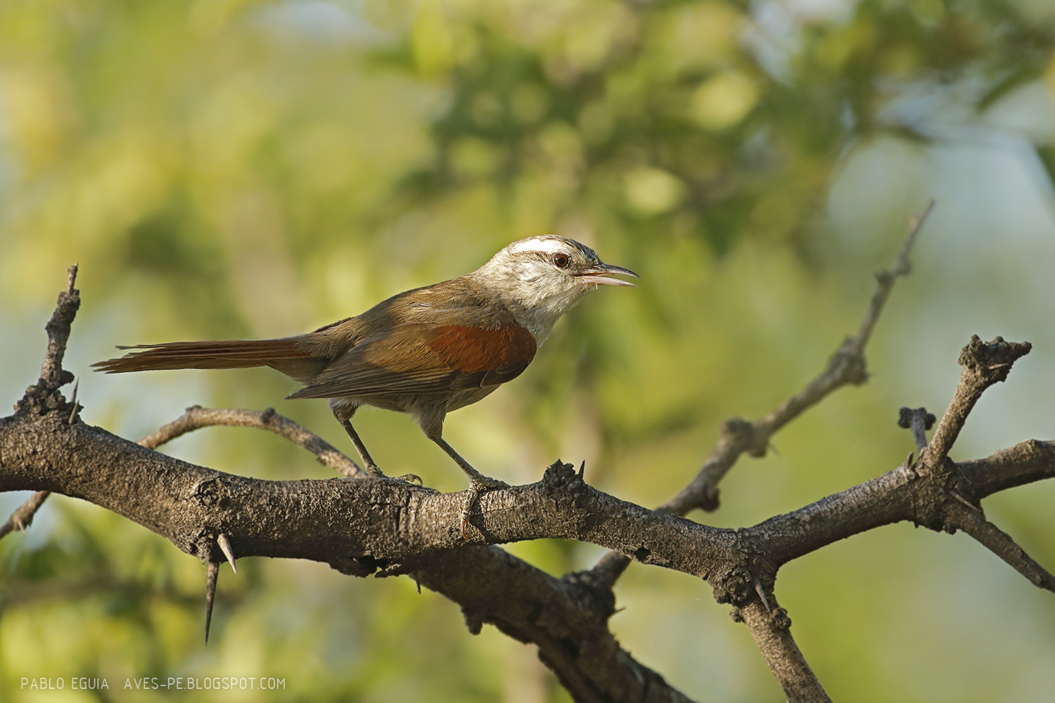 mis fotos de aves: Cranioleuca pyrrhophia Curutié Blanco Stripe-crowned ...