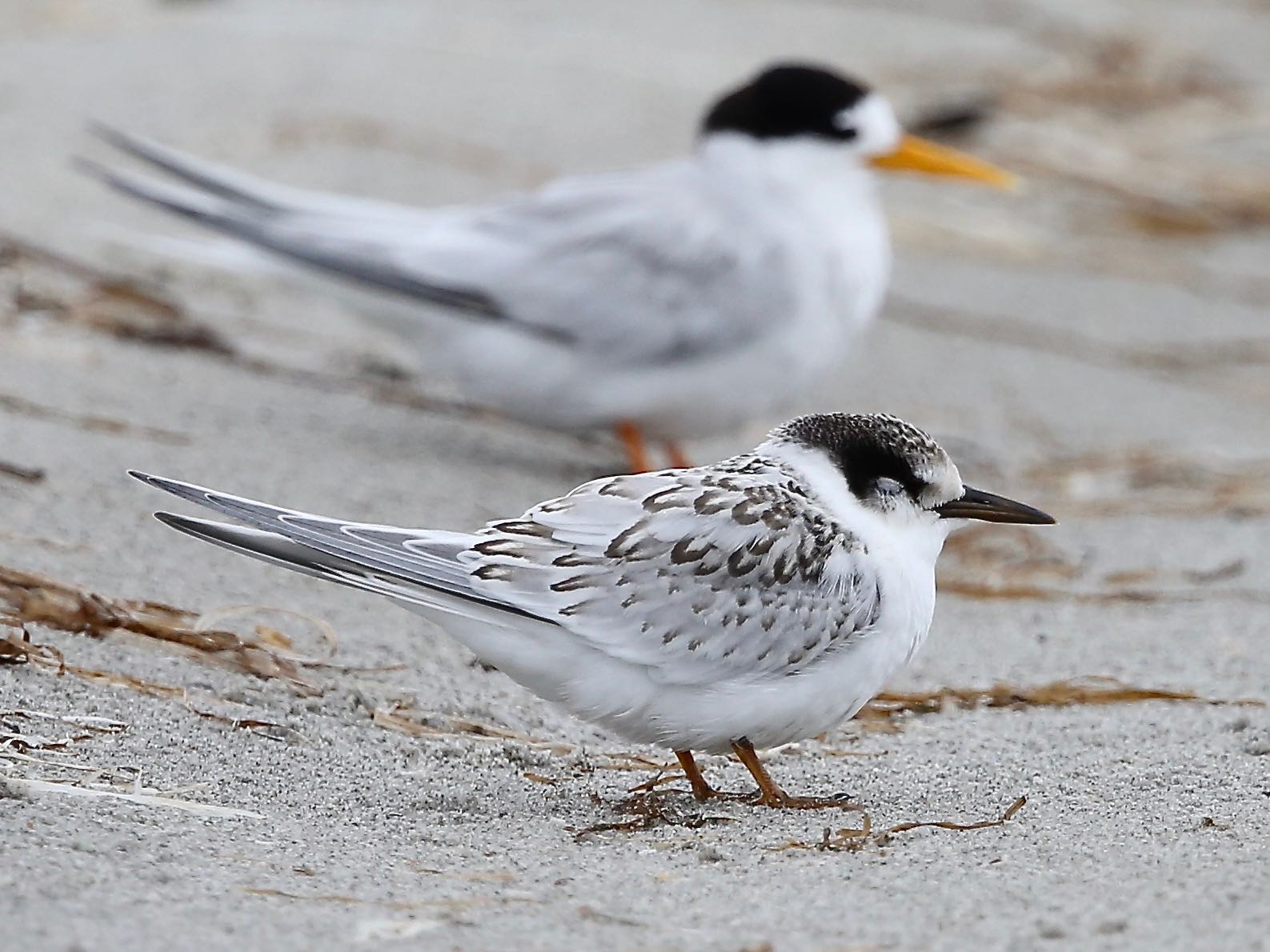Avithera: Fairy Terns – from chicks to fledged and flying juveniles