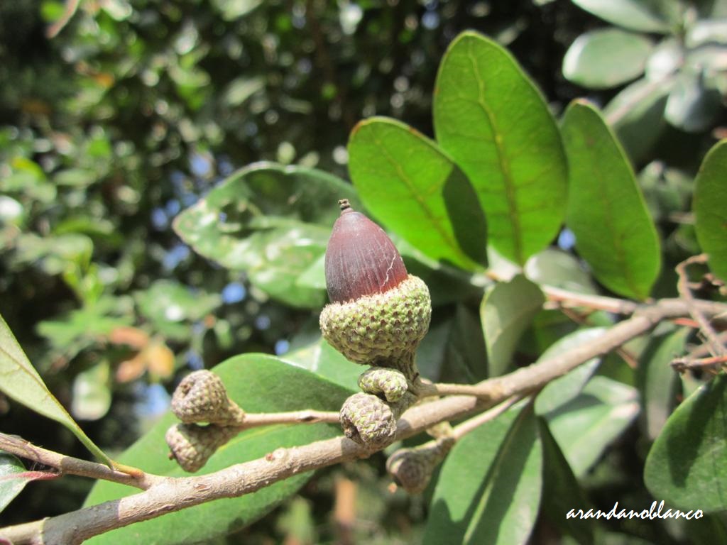 parquealamillo-encinarosa: Quercus virginiana – Encina del Sur – Encino ...