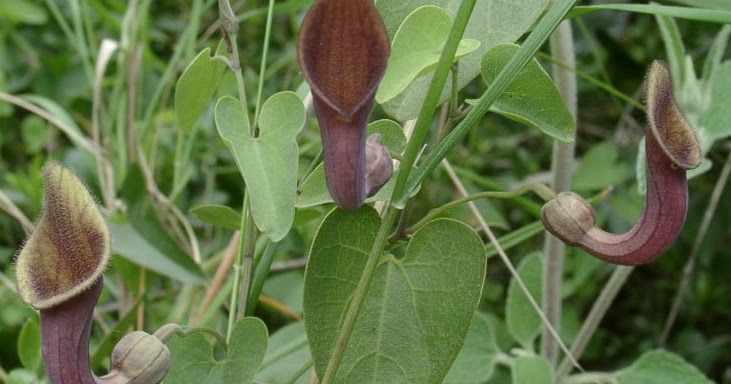 Get Best Ayurvedic Treatment Tips: The A-Z Guide to Ishvari Plant