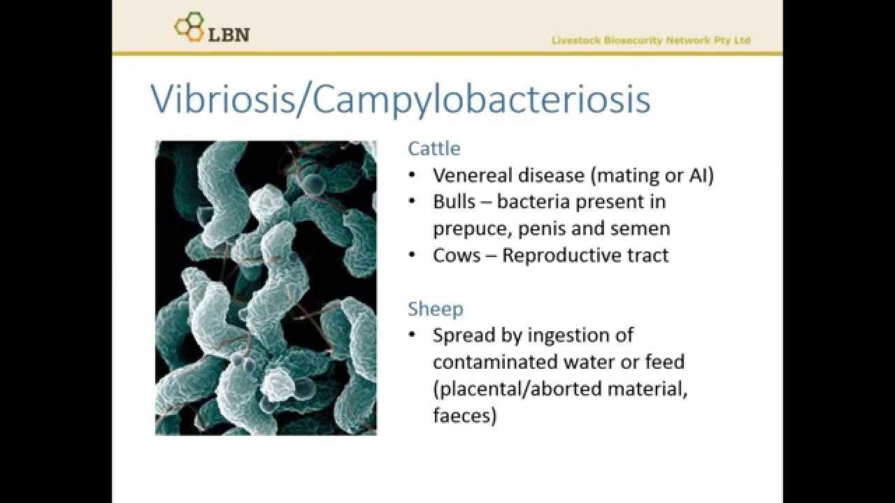 Campylobacteriosis