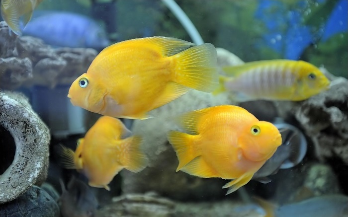 FISH VARIETY:- PARROT FISH - Pet Lover