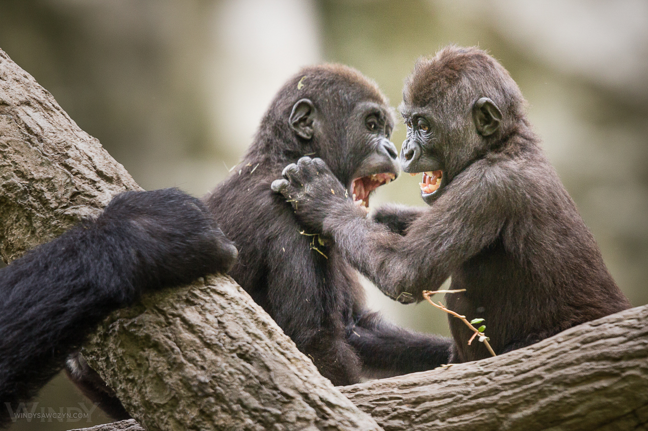 Baby Gorillas Bomassa and Apollo Grow Up: Gorilla Scuffle
