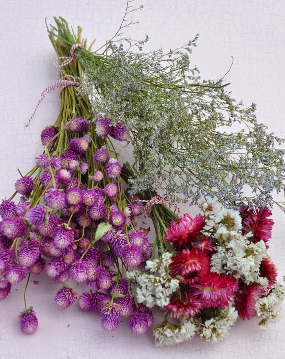 Three Dogs in a Garden: Simple Techniques for Drying Flowers