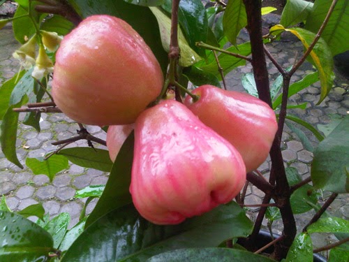 Williams Nursery: JAMBU AIR