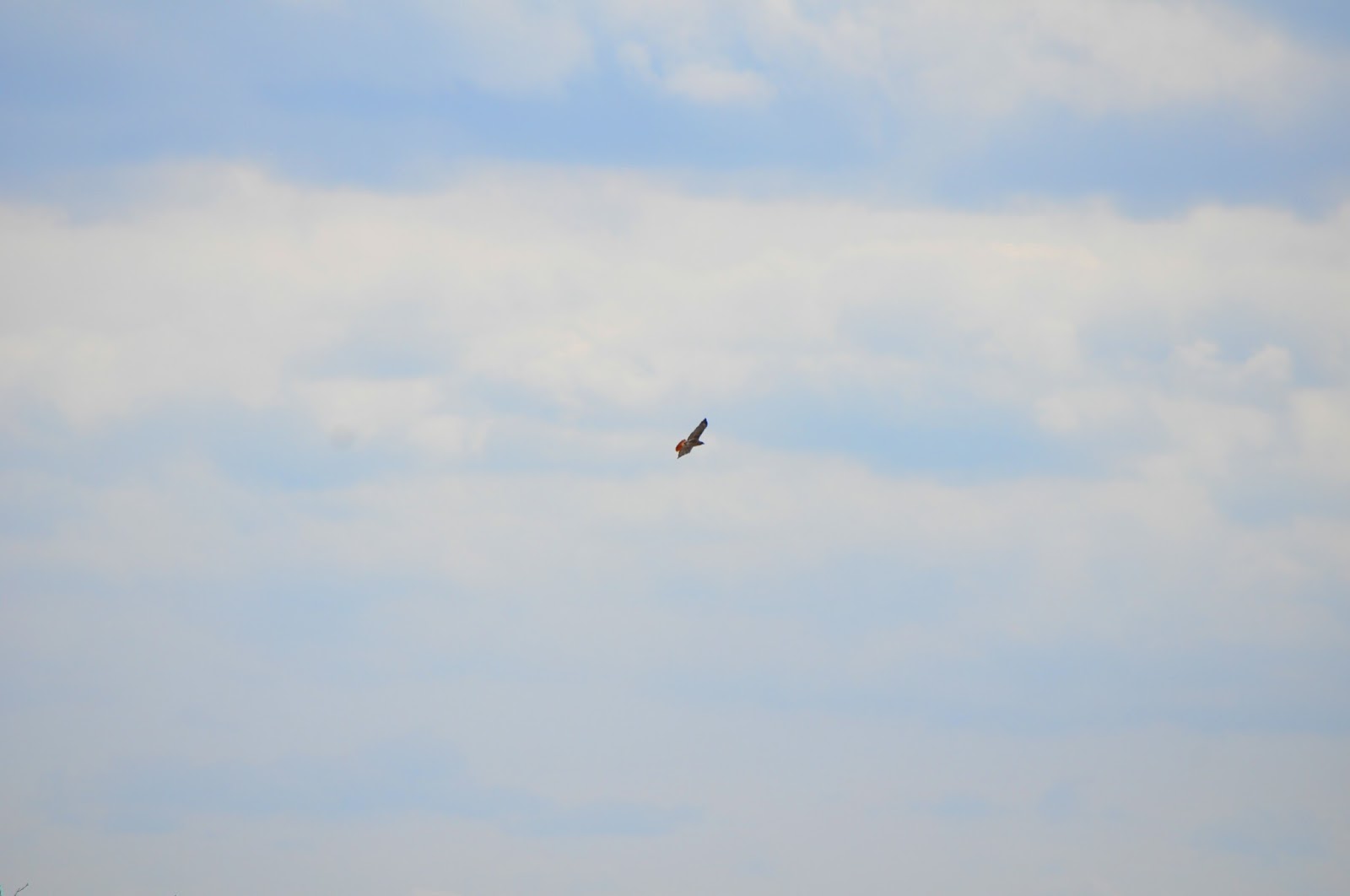 Palemaleirregulars: The Adventures of the Stealthy Belly Band, the Red ...