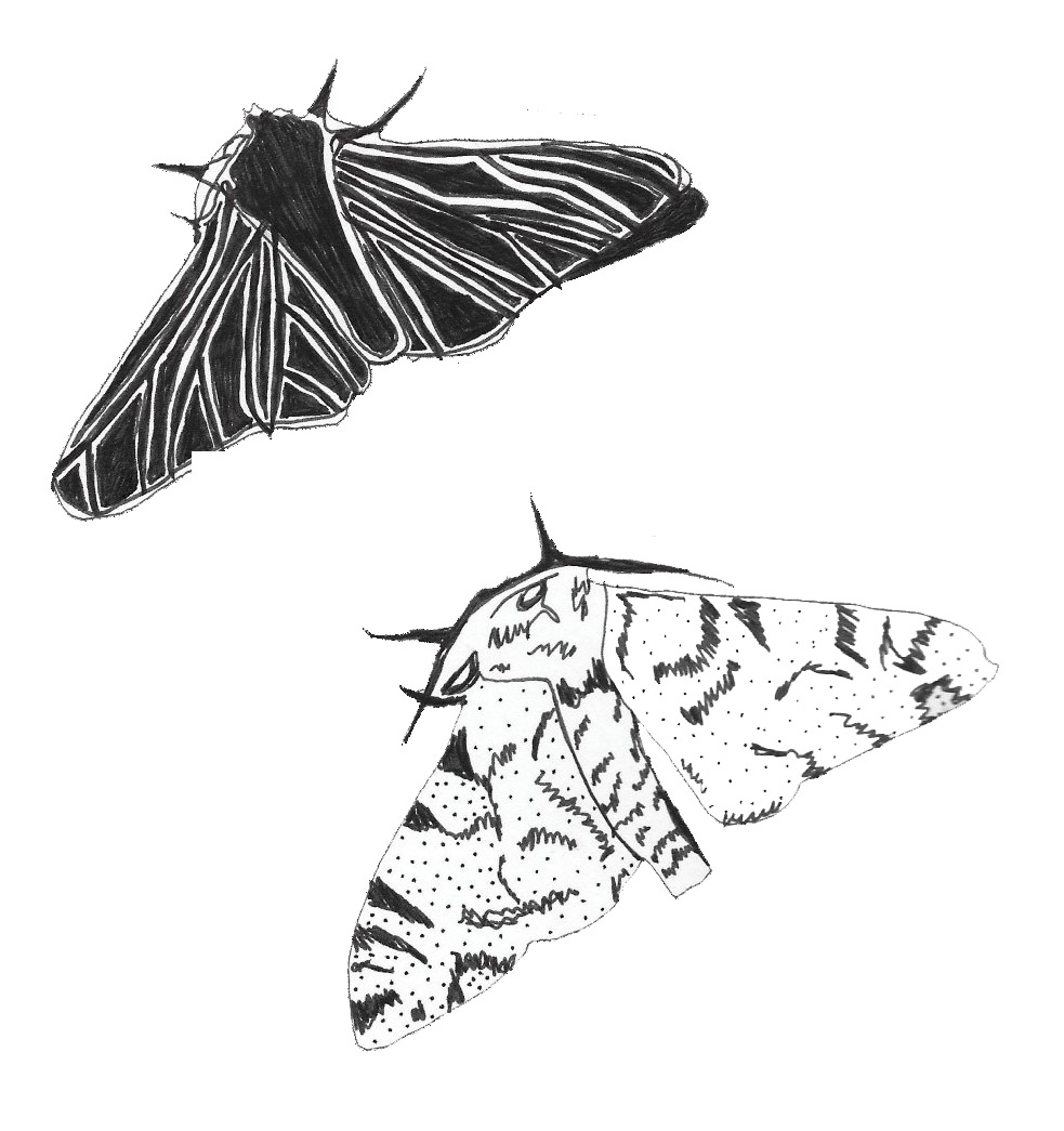 Artwork by Sania: The Peppered Moth Animation