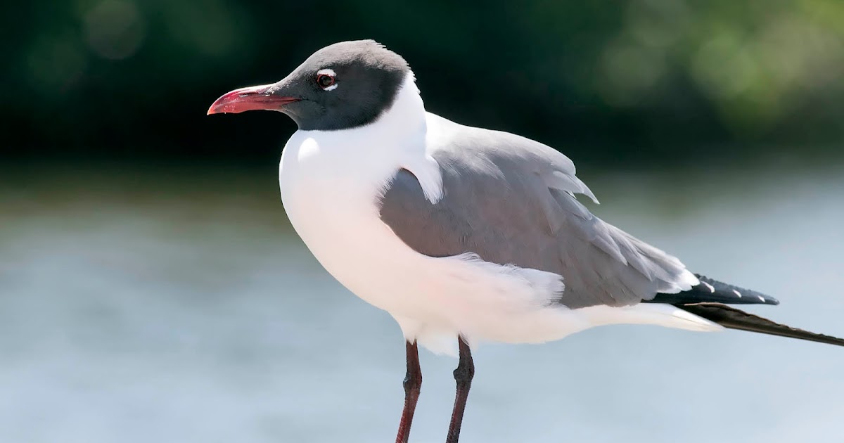 Ann Brokelman Photography: Laughing Gulls in Florida