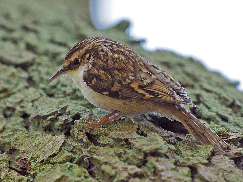 CAMBRIDGESHIRE BIRD CLUB GALLERY: Treecreeper