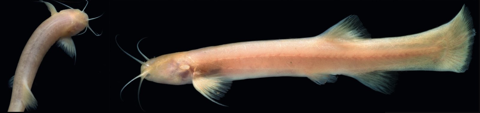 Species New to Science: [Ichthyology • 2018] Trichomycterus rosablanca ...