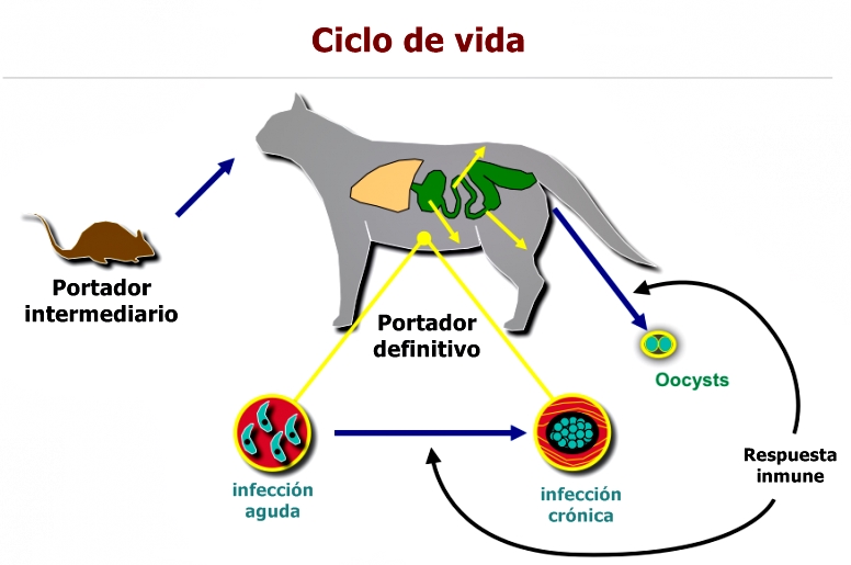 ¿Cómo se contagia y cómo se previene la Toxoplasmosis?