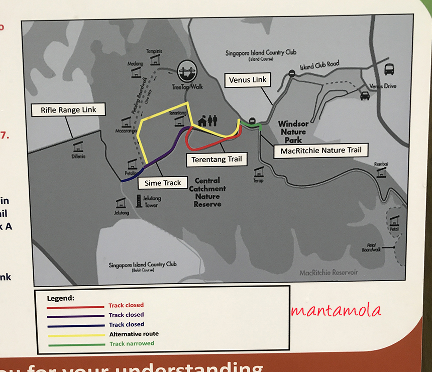 manta blog: Tree Top Walk @ Windsor Nature Park