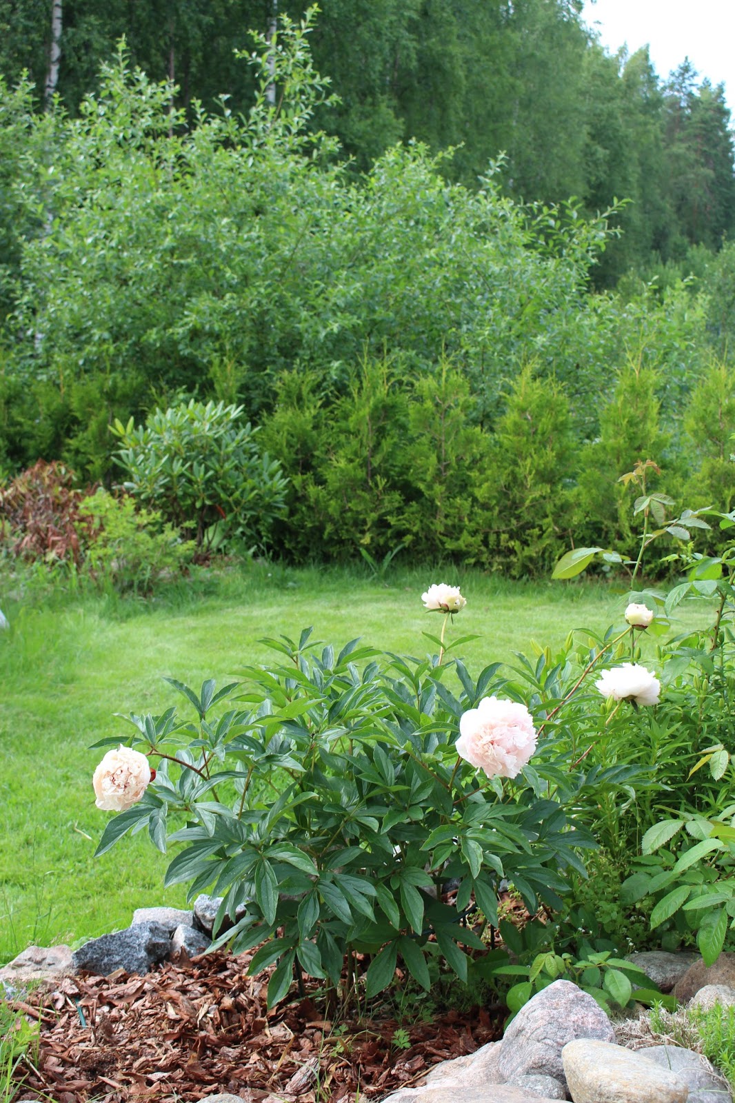 Rappuralli: Mitä kuuluu tuija-aidalle?