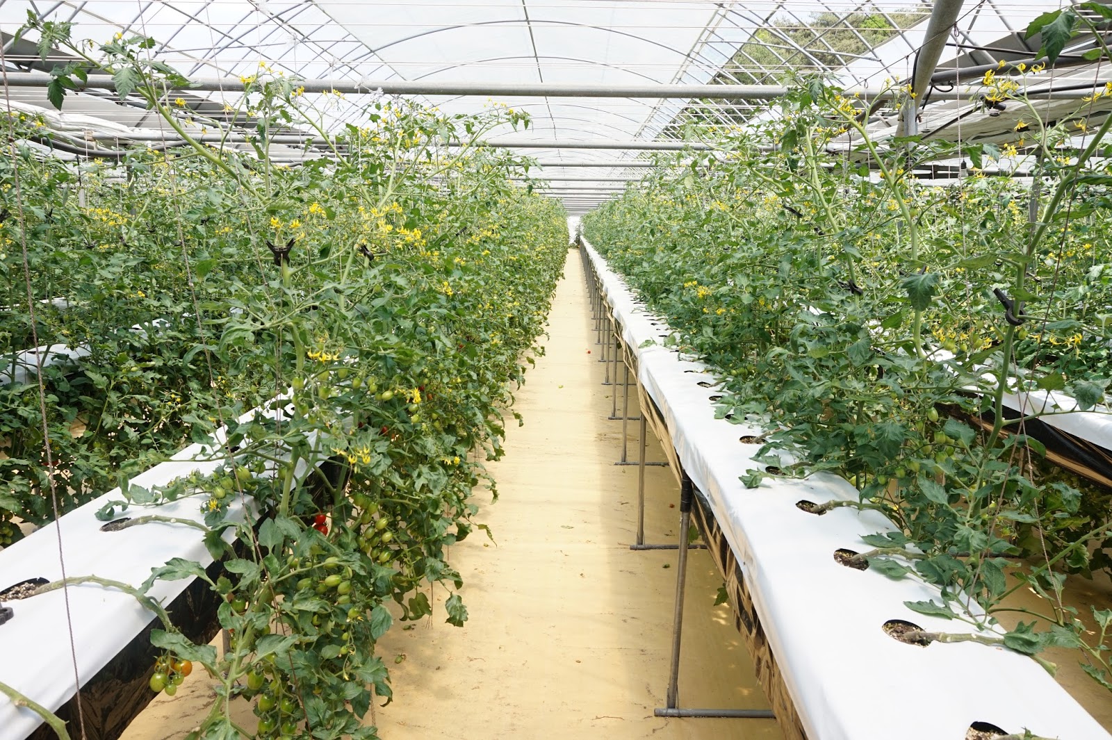 Korean Farming Experience Tours - One Day Harvest Programs in Daegu