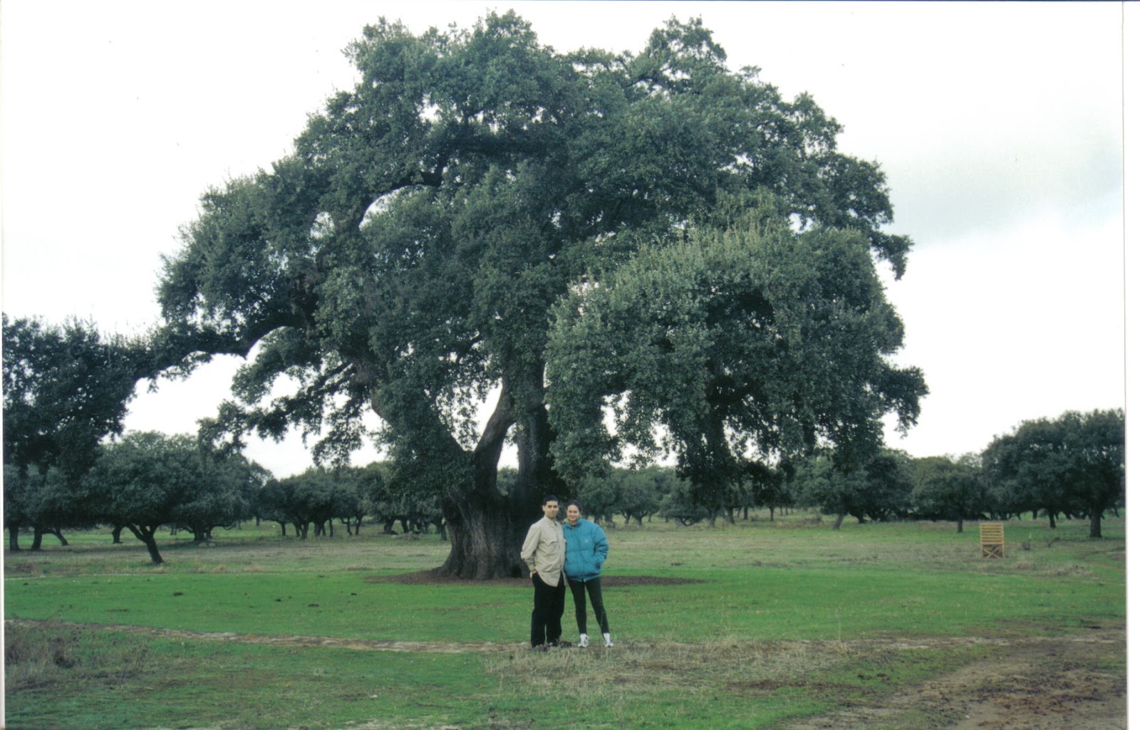CIENCIAS Y OCURRENCIAS: LA ENCINA TERRONA y LA ENCINA DE LAS MIL OVEJAS